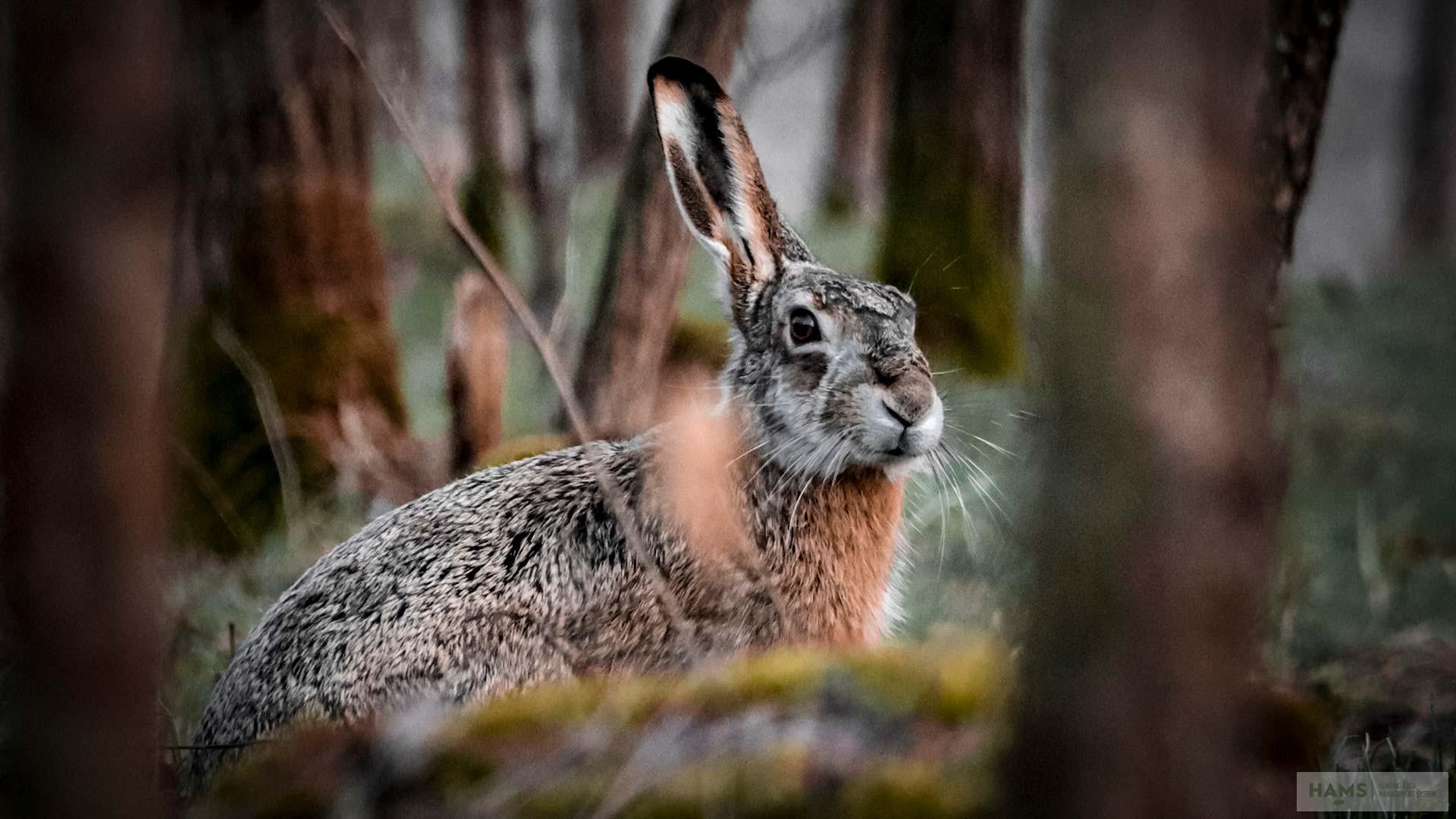 Hunting Lives Series // A day in the life of... A brown hare live capture