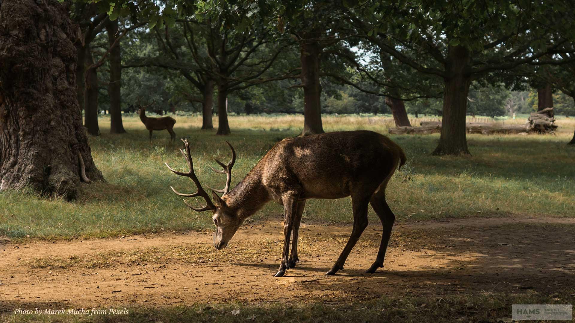 In Introduction to Adaptive Wildlife Management
